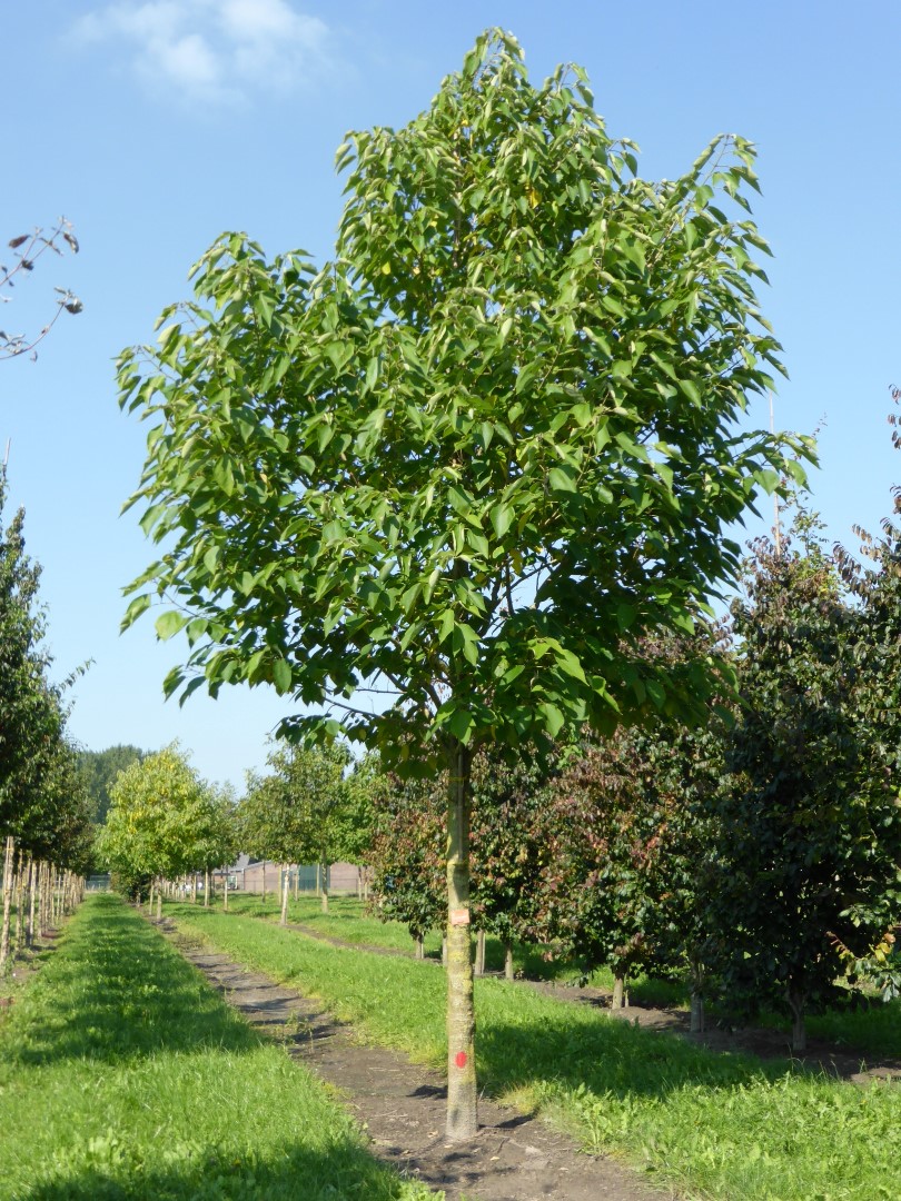 Broussonetia papyrifera | Papiermoerbei - Van den Berk Boomkwekerijen