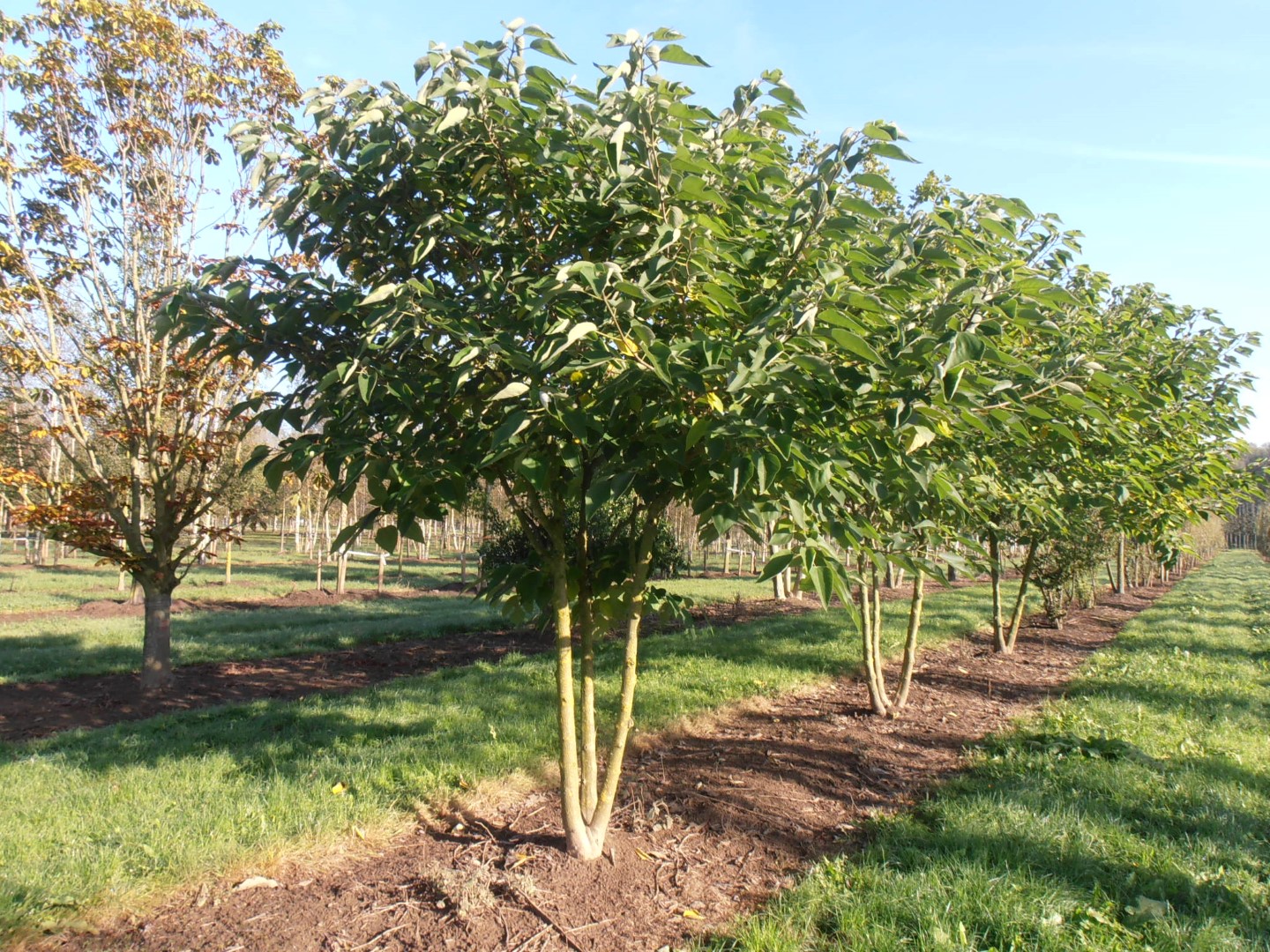 Broussonetia papyrifera | Papiermoerbei - Van den Berk Boomkwekerijen