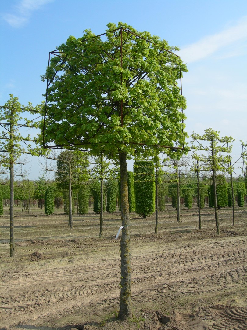 Acer campestre | Spaanse aak, Veldesdoorn - Van den Berk Boomkwekerijen