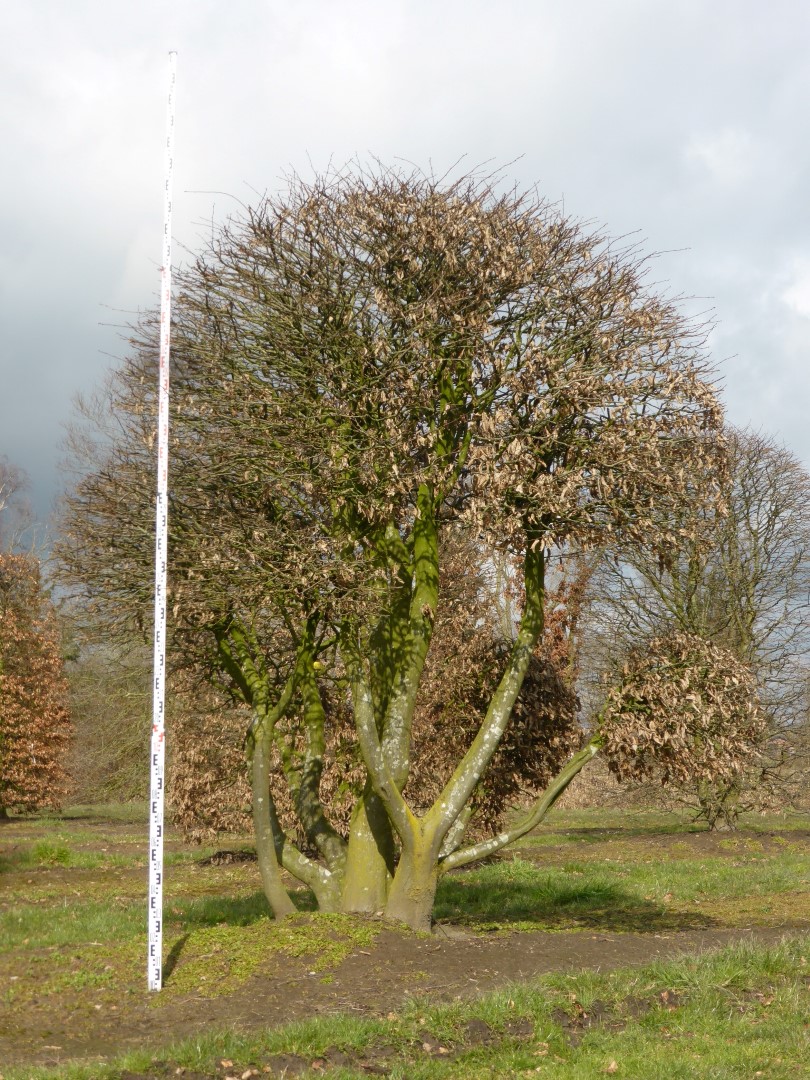 Carpinus betulus | Gewone haagbeuk - Van den Berk Boomkwekerijen