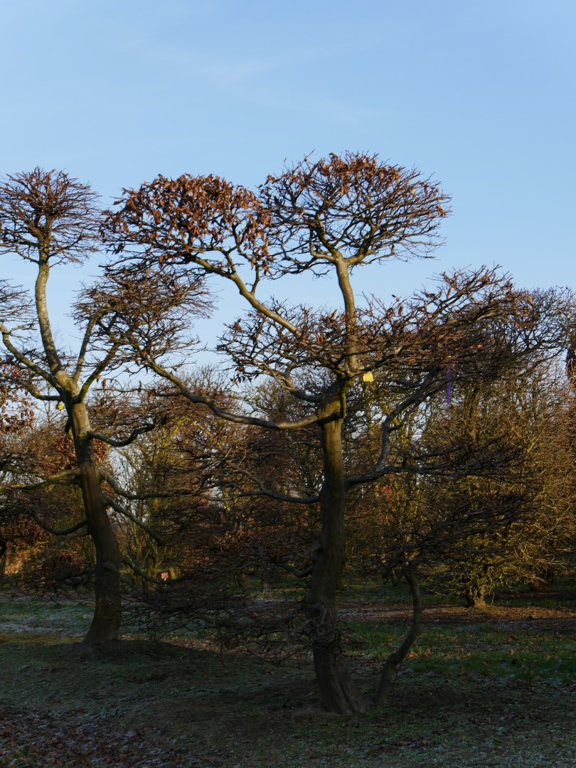 Carpinus betulus | Gewone haagbeuk - Van den Berk Boomkwekerijen