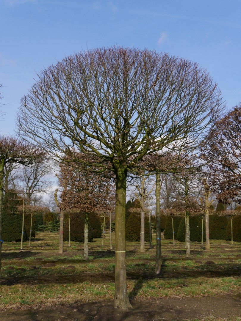 Carpinus betulus | Gewone haagbeuk - Van den Berk Boomkwekerijen