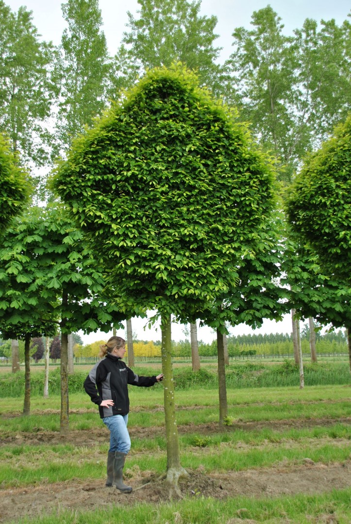 Carpinus betulus | Gewone haagbeuk - Van den Berk Boomkwekerijen