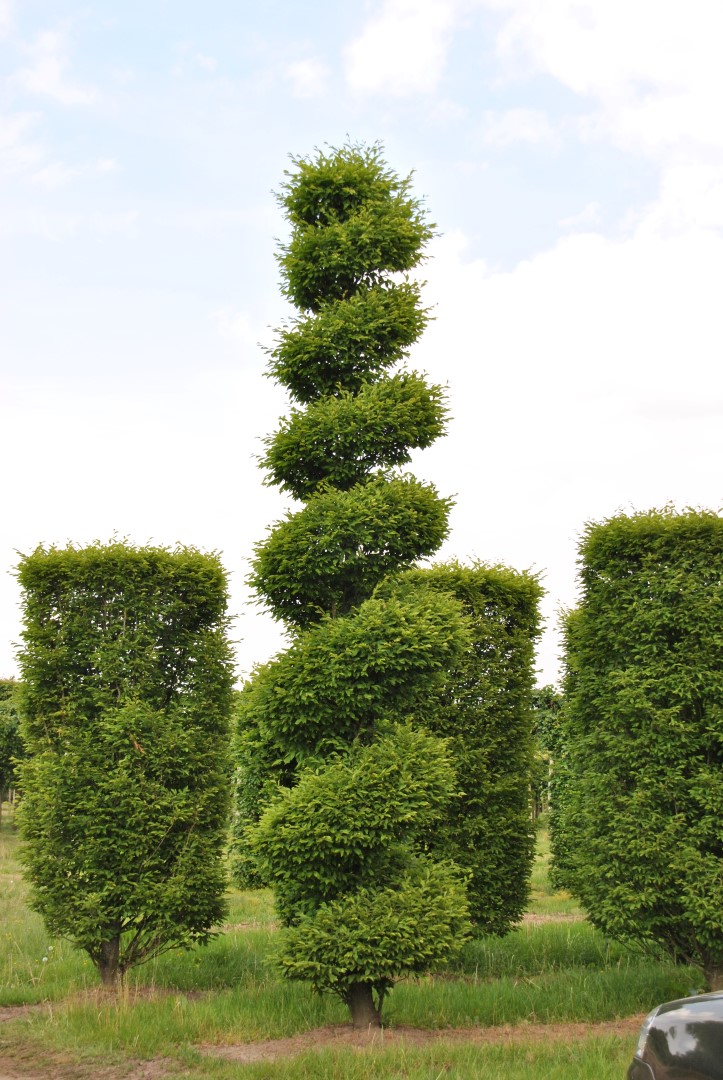 Carpinus betulus | Gewone haagbeuk - Van den Berk Boomkwekerijen