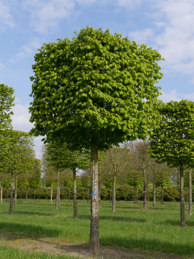 Carpinus betulus | Gewone haagbeuk - Van den Berk Boomkwekerijen