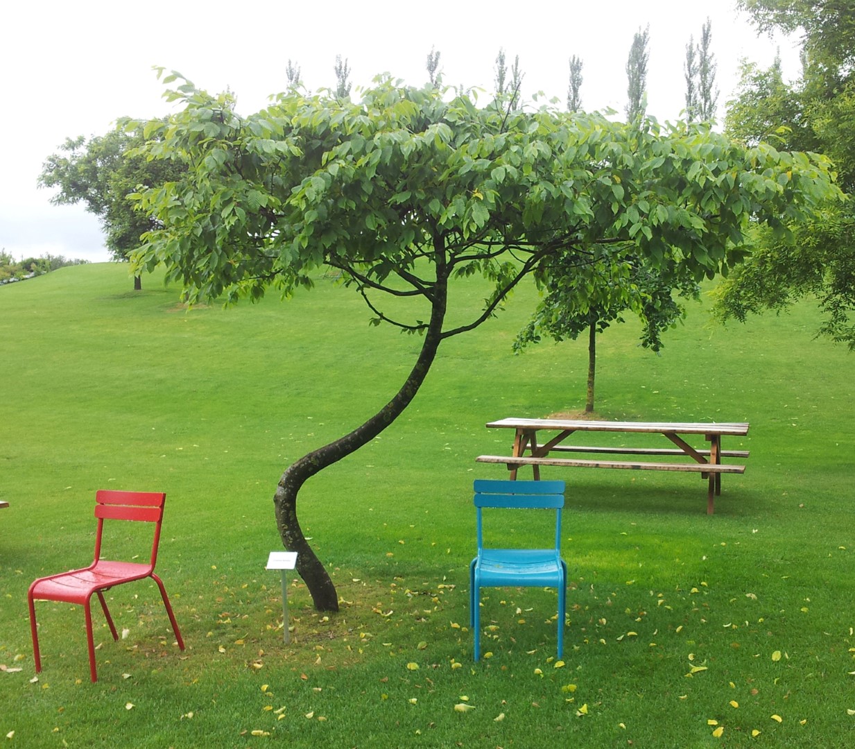 Carpinus betulus | Gewone haagbeuk - Van den Berk Boomkwekerijen