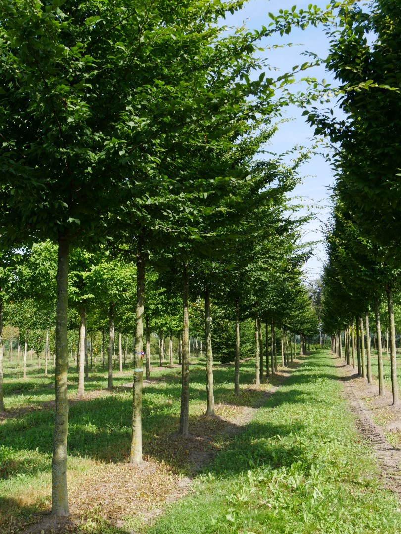 Carpinus betulus | Gewone haagbeuk - Van den Berk Boomkwekerijen