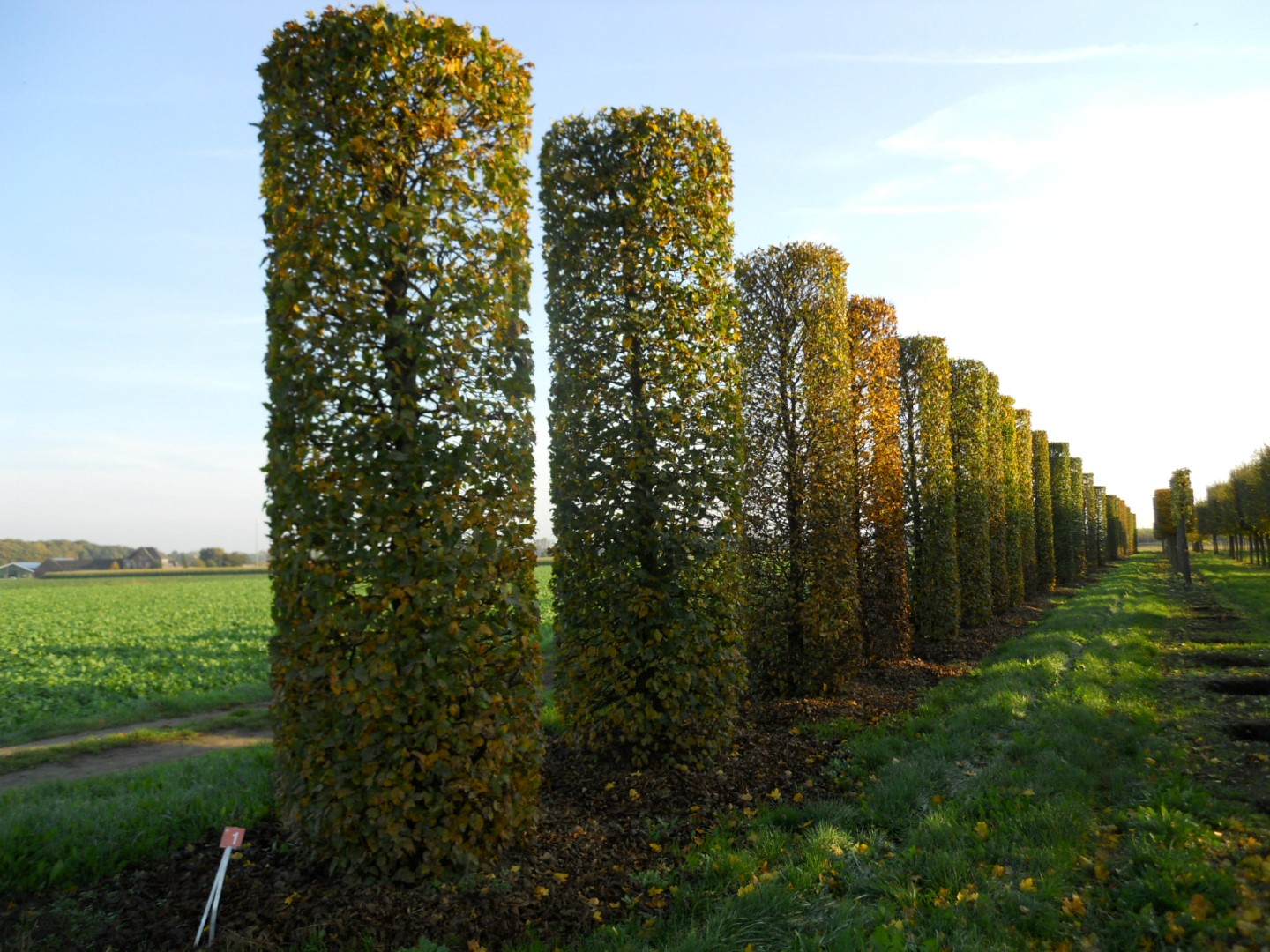 Carpinus betulus | Gewone haagbeuk - Van den Berk Boomkwekerijen