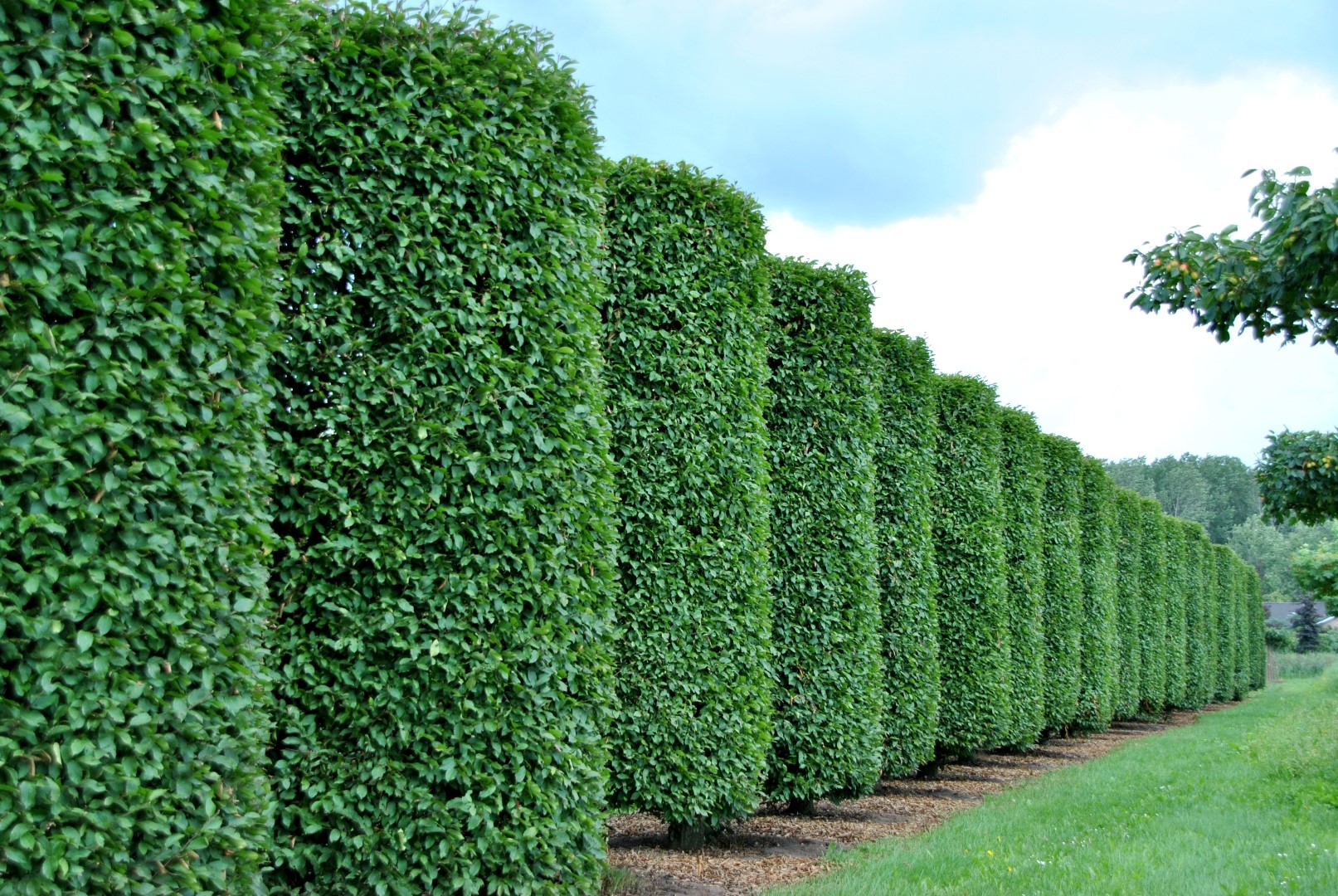 Carpinus betulus | Gewone haagbeuk - Van den Berk Boomkwekerijen