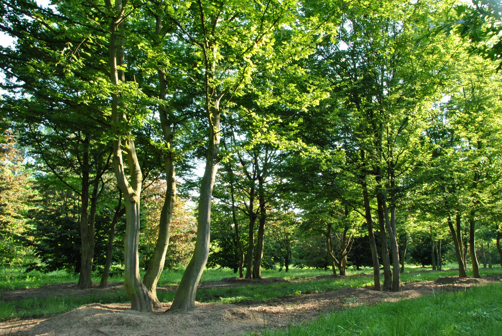 Carpinus betulus | Gewone haagbeuk - Van den Berk Boomkwekerijen