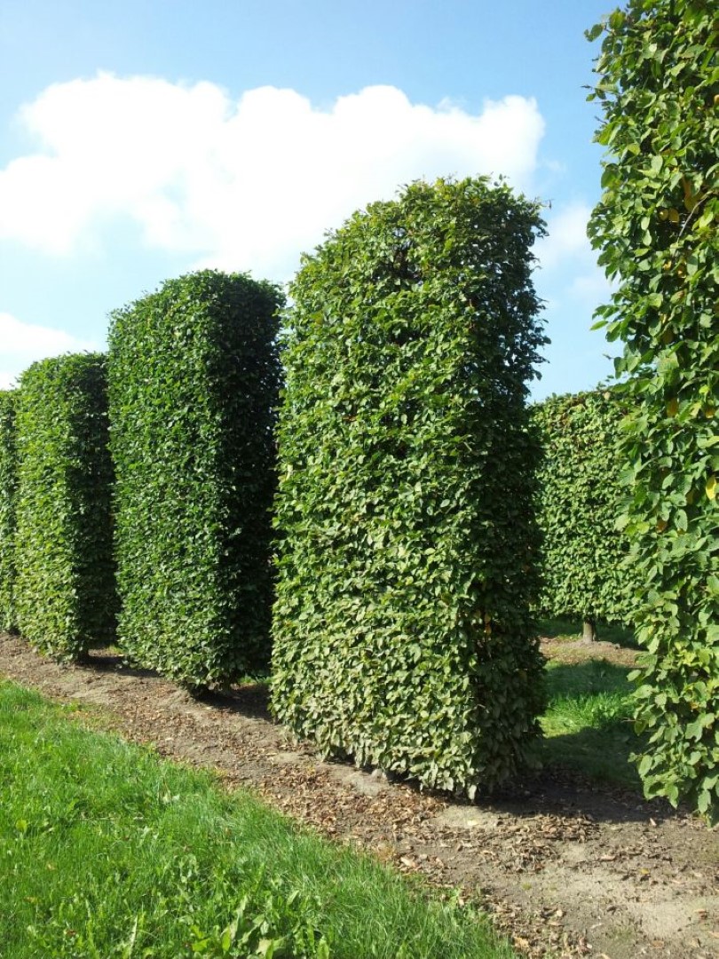 Carpinus betulus | Gewone haagbeuk - Van den Berk Boomkwekerijen