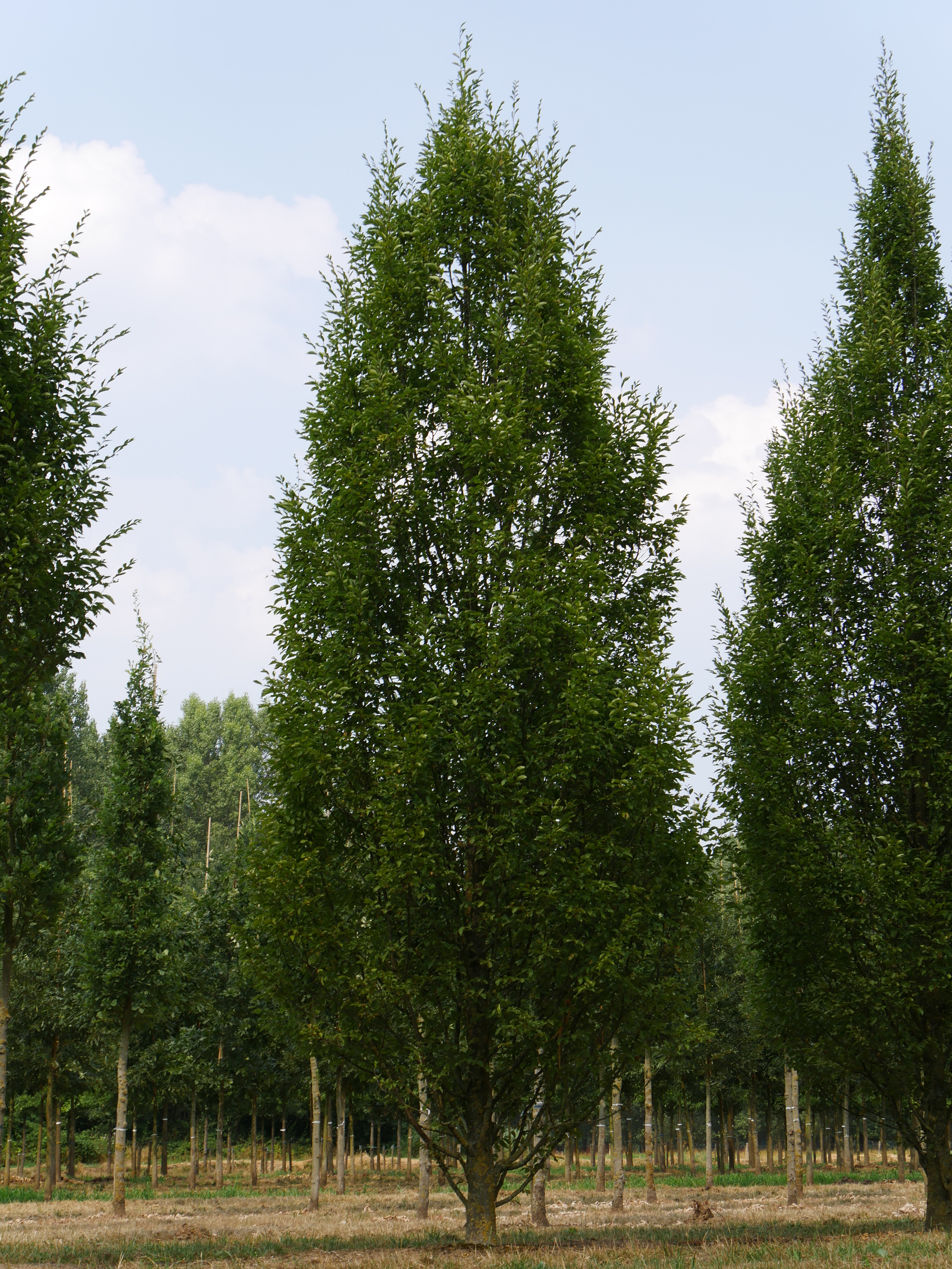 Carpinus betulus 'Fastigiata' | Haagbeuk (cv) - Van den Berk Boomkwekerijen