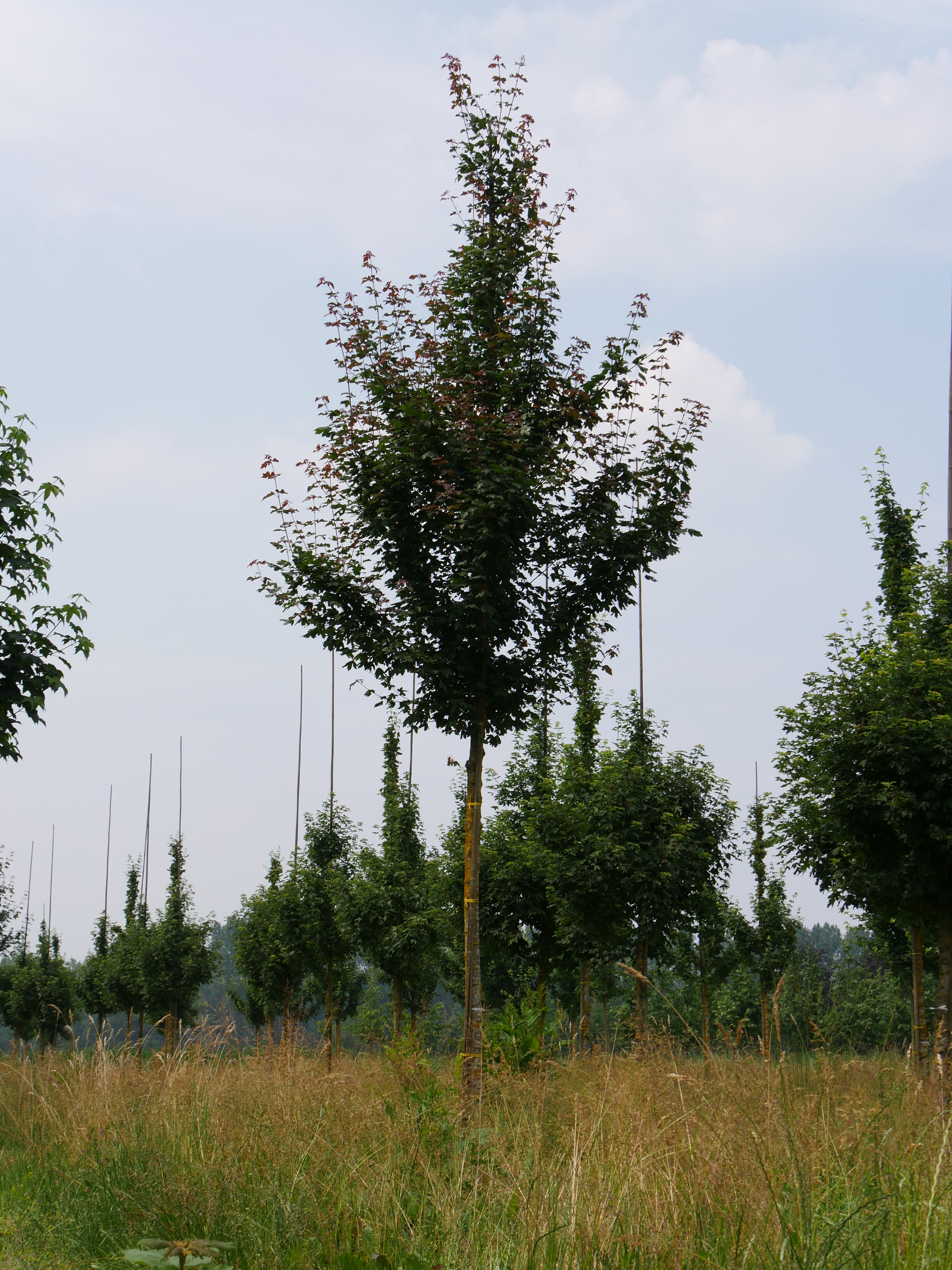Acer campestre 'Red Shine' | Veldesdoorn (cv) - Van den Berk Boomkwekerijen