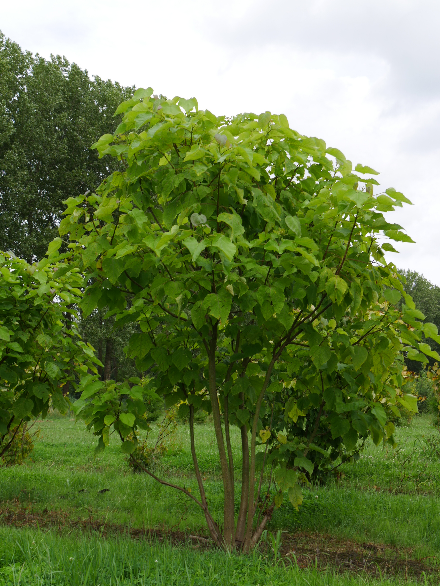 Catalpa bignonioides | Trompetboom, Grote trompetboom - Van den Berk ...