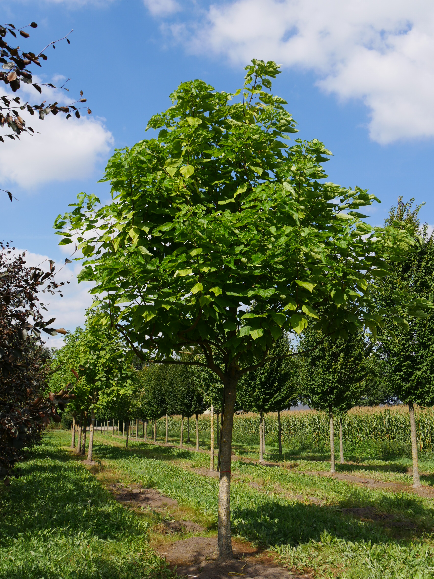 Catalpa bignonioides | Trompetboom, Grote trompetboom - Van den Berk ...