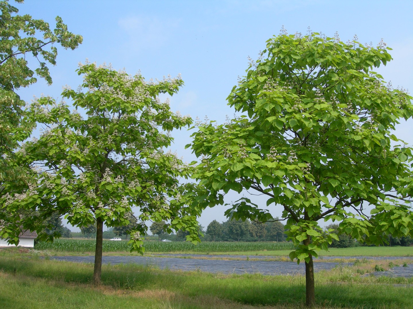 Catalpa bignonioides | Trompetboom, Grote trompetboom - Van den Berk ...