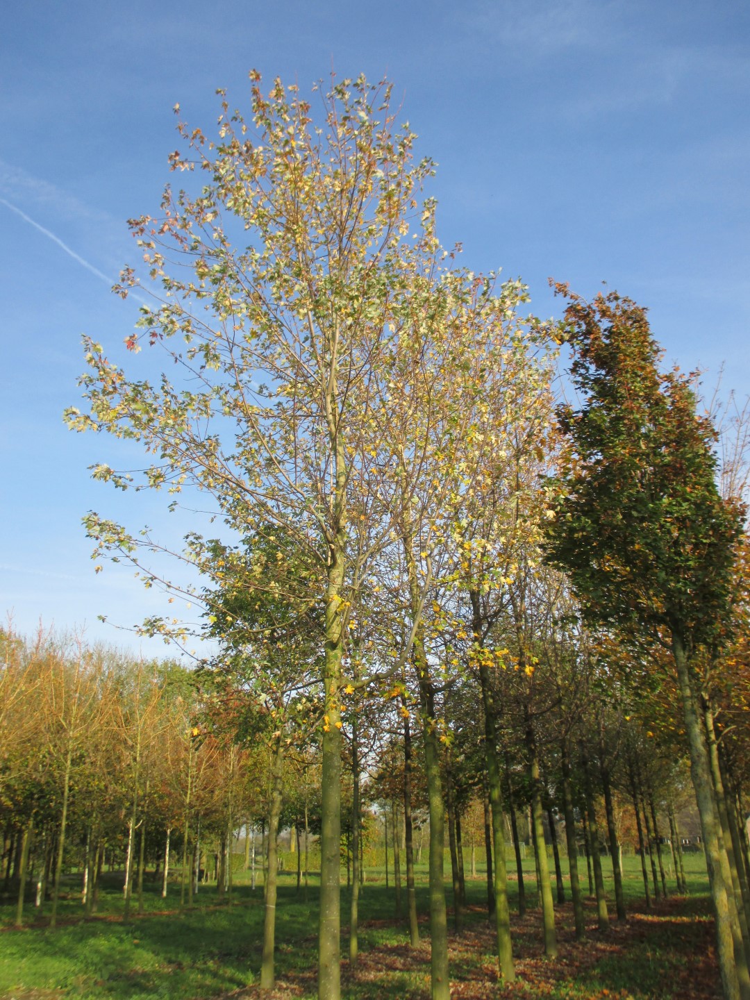 Acer ×freemanii 'Elegant' - Van den Berk Boomkwekerijen