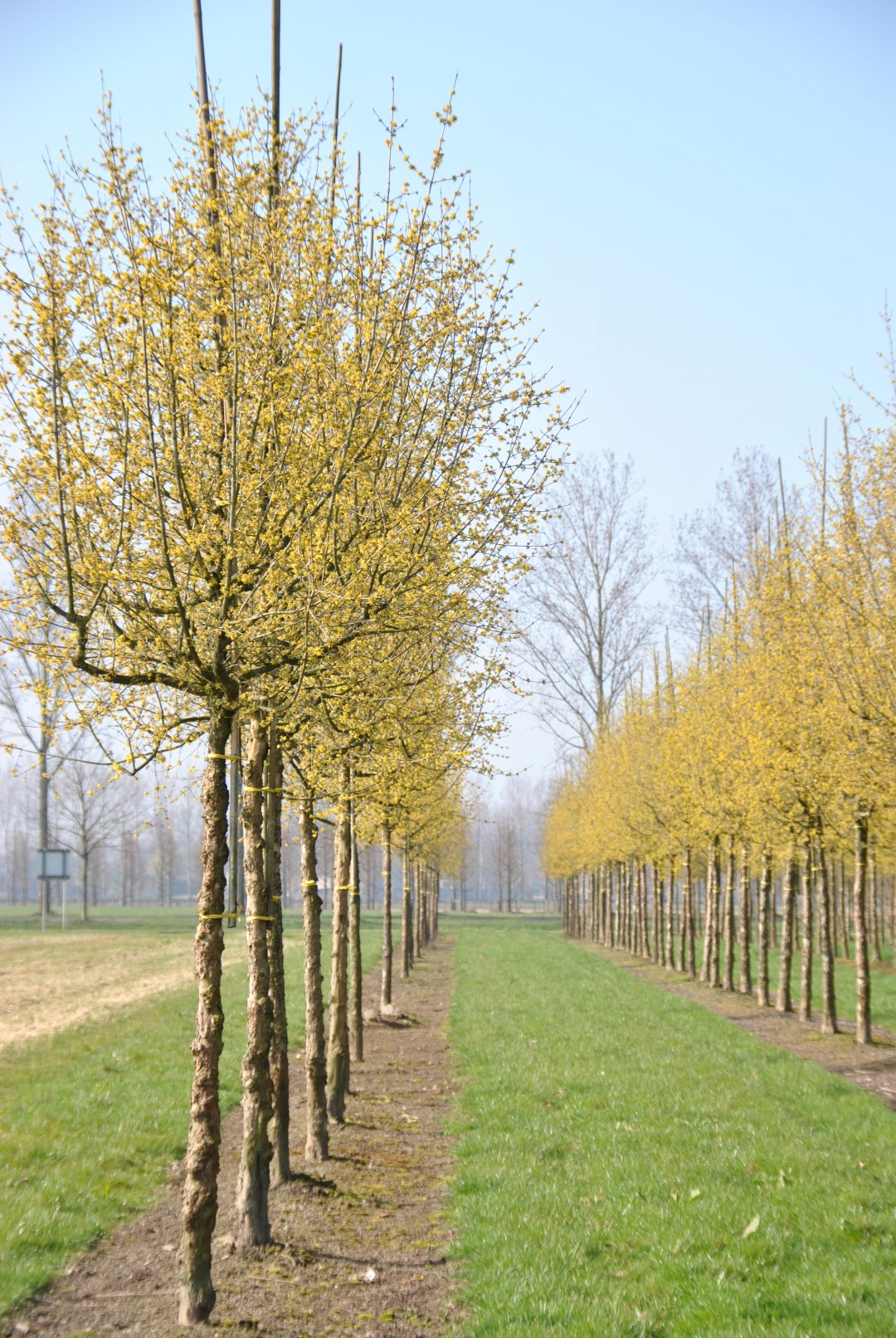 Cornus mas | Gele kornoelje - Van den Berk Boomkwekerijen