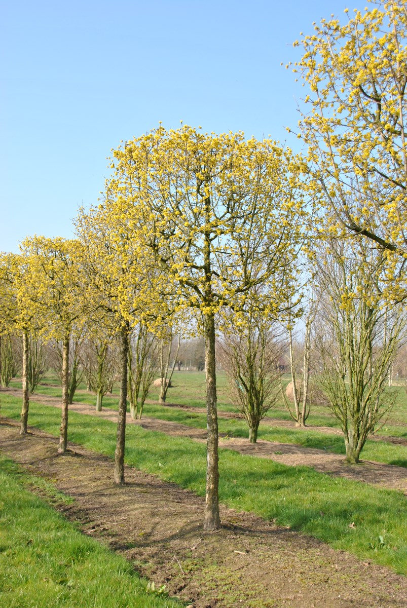 Cornus mas | Gele kornoelje - Van den Berk Boomkwekerijen