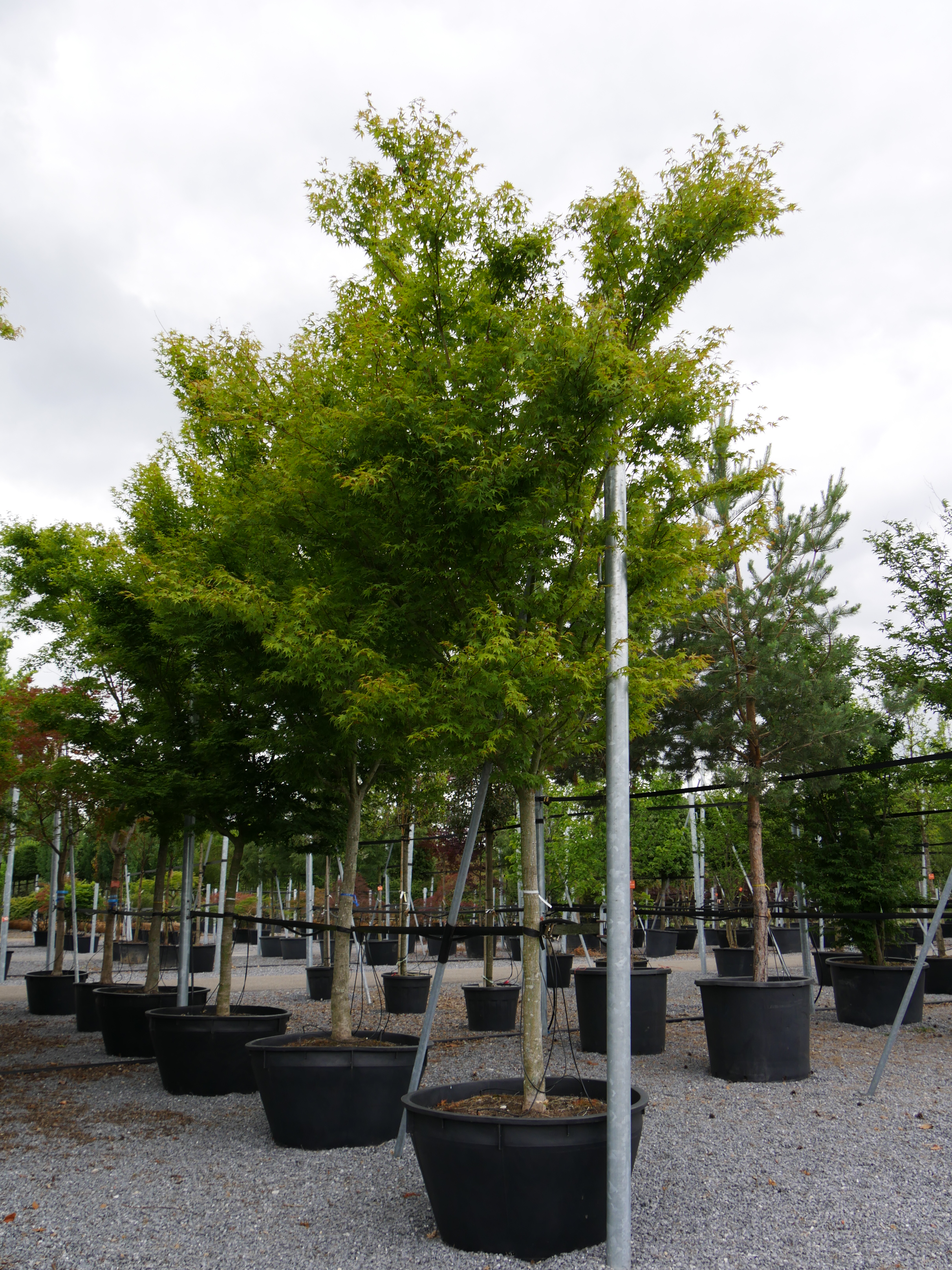 Acer palmatum | Japanse esdoorn - Van den Berk Boomkwekerijen