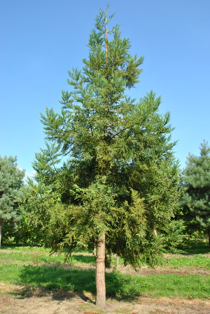 Cryptomeria japonica | Japanse cypres - Van den Berk Boomkwekerijen