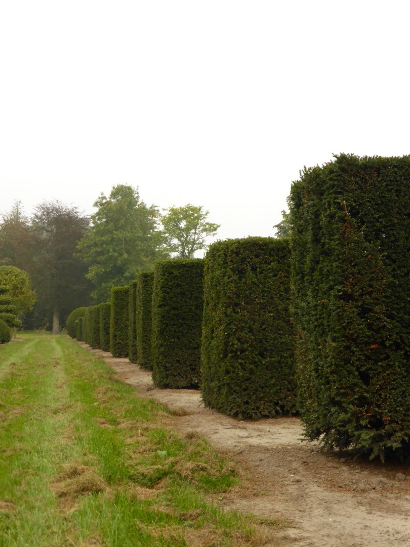 Taxus baccata | Venijnboom, gewone Taxus - Van den Berk Boomkwekerijen