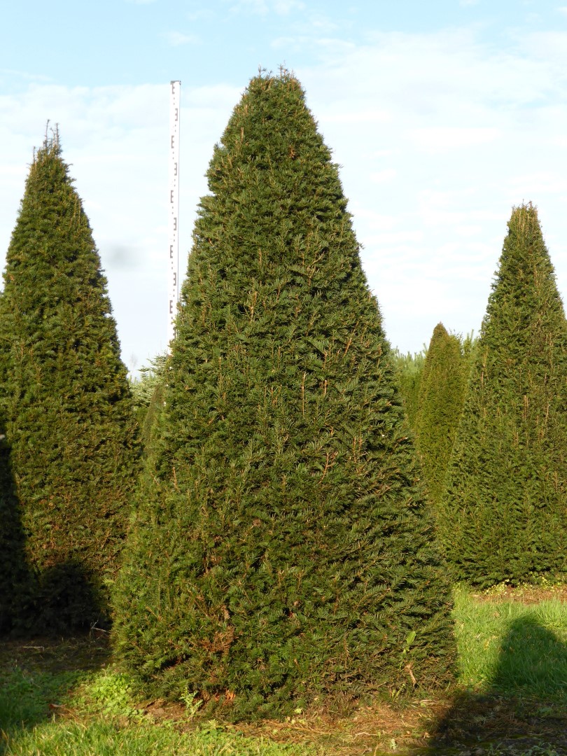 Taxus baccata | Venijnboom, gewone Taxus - Van den Berk Boomkwekerijen