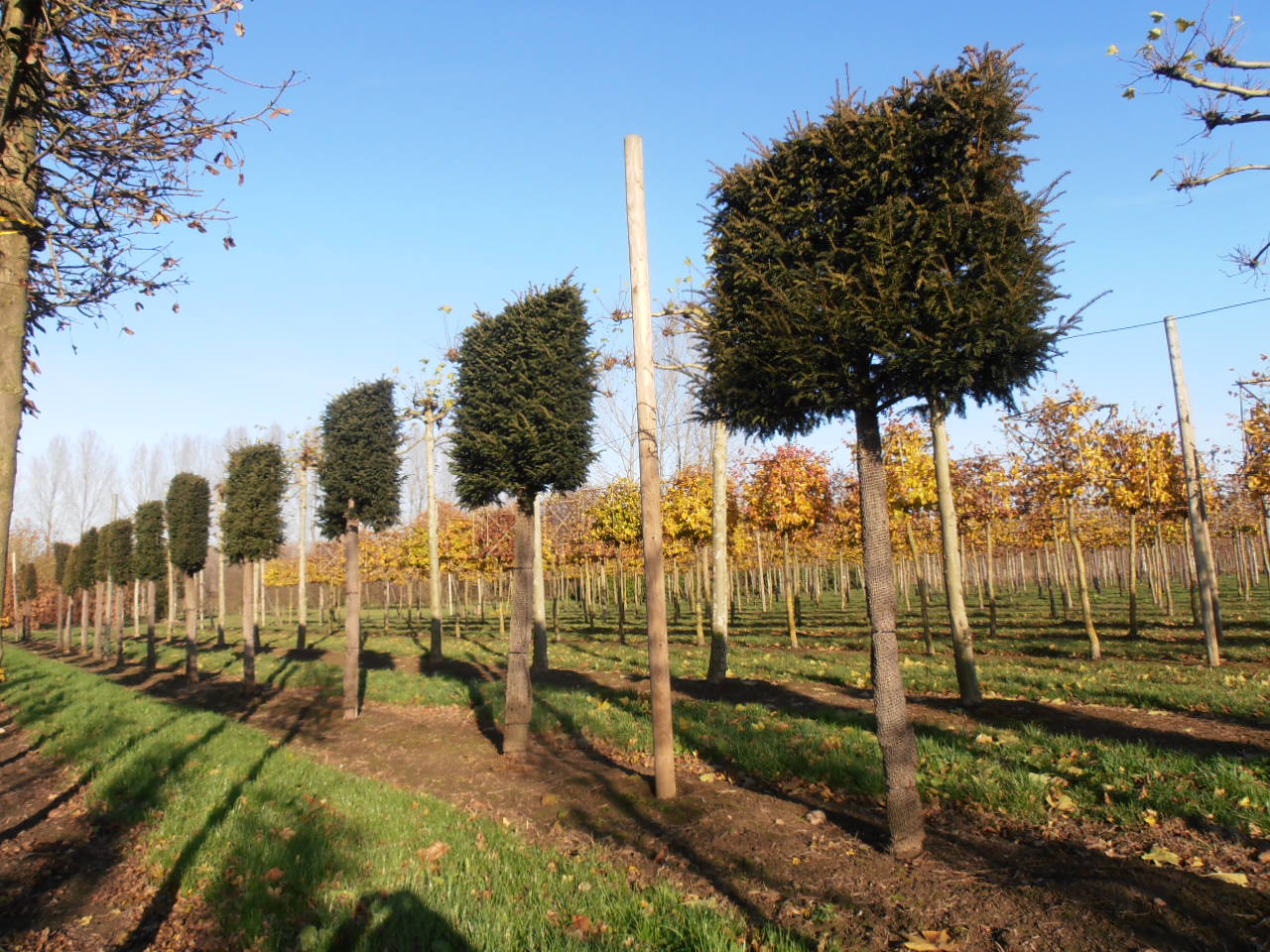 Taxus baccata | Venijnboom, gewone Taxus - Van den Berk Boomkwekerijen