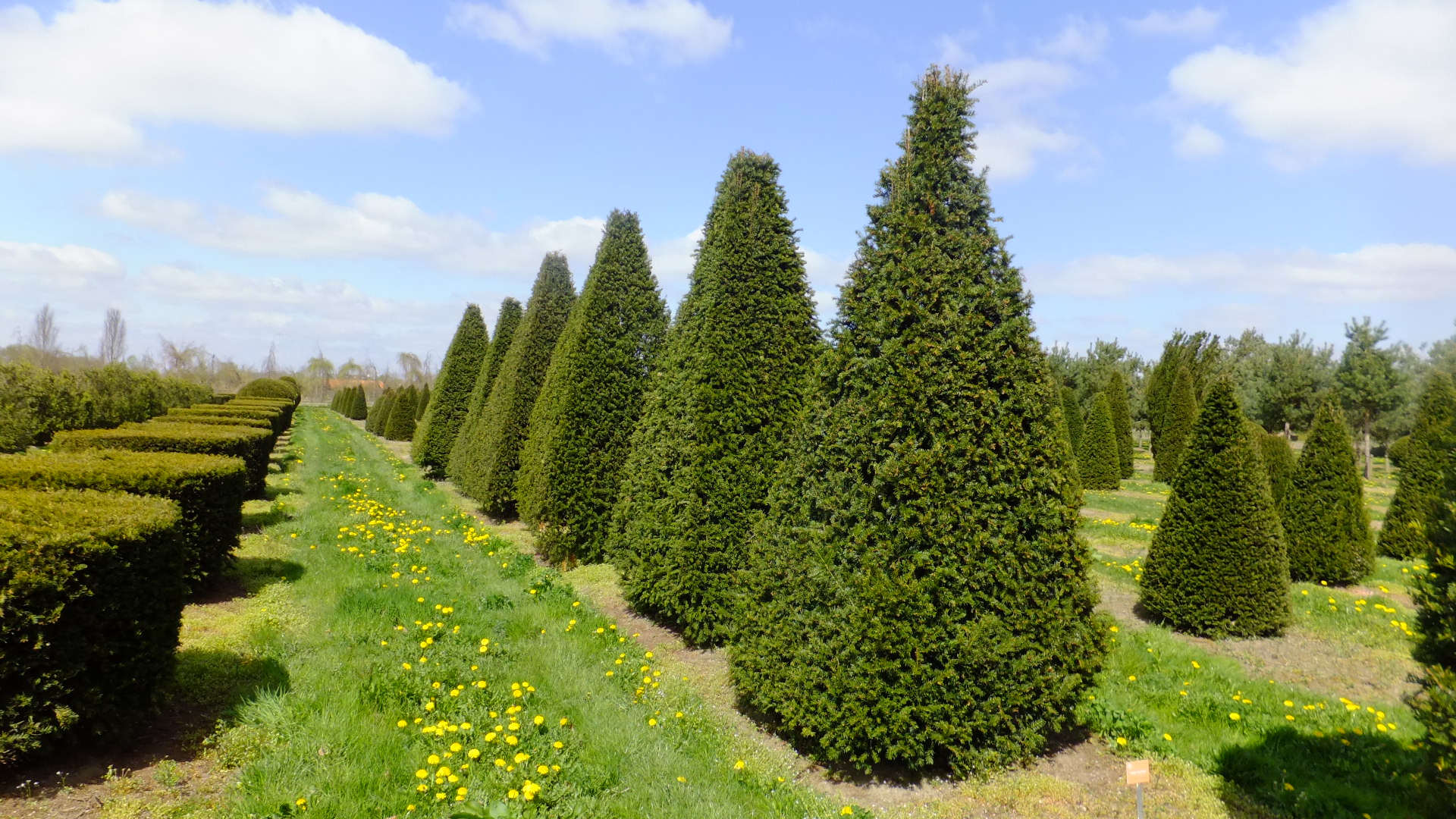 Taxus baccata | Venijnboom, gewone Taxus - Van den Berk Boomkwekerijen