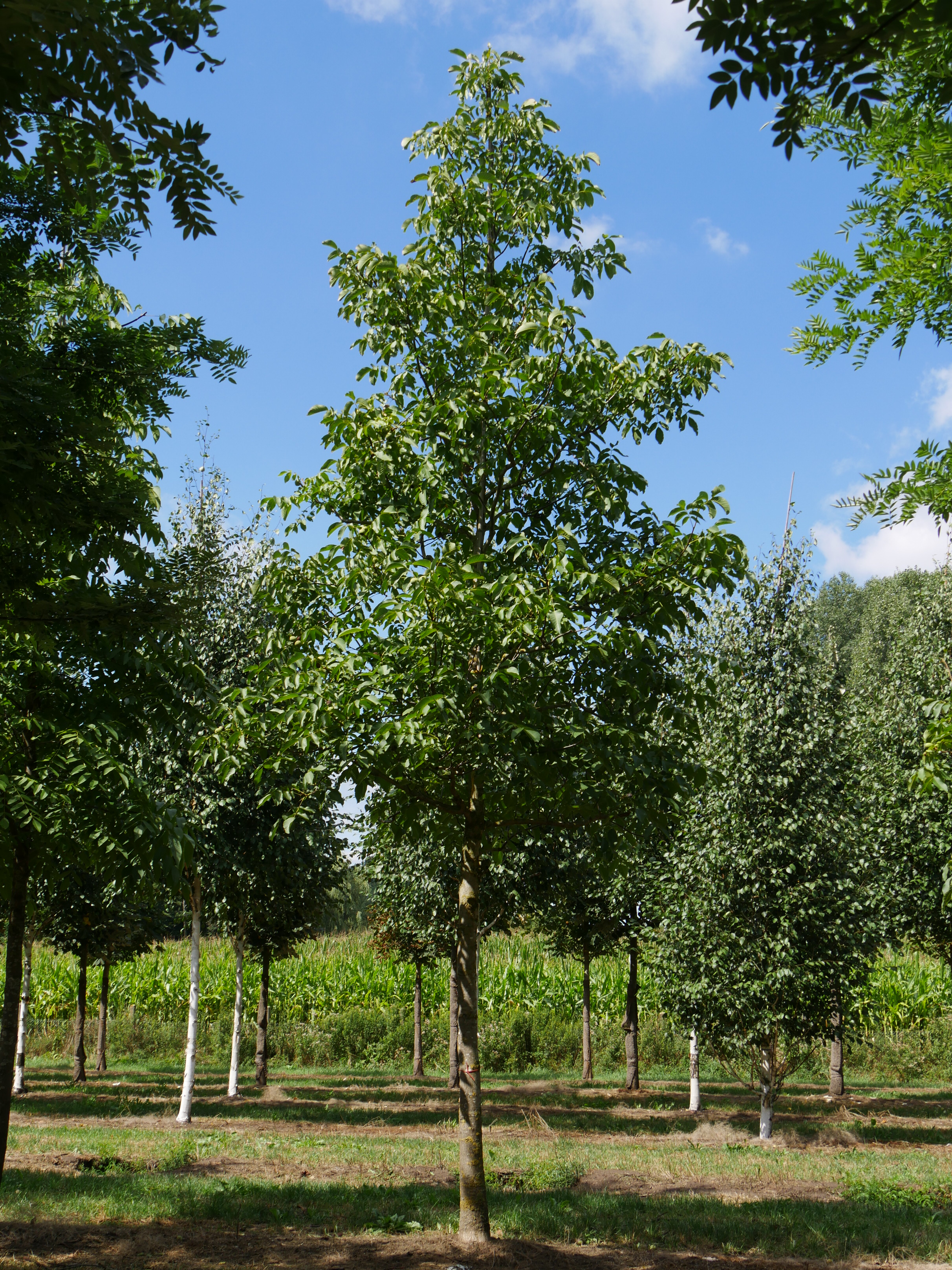 Juglans regia | Gewone walnoot, Okkernoot - Van den Berk Boomkwekerijen