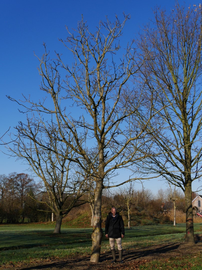 Juglans regia | Gewone walnoot, Okkernoot - Van den Berk Boomkwekerijen