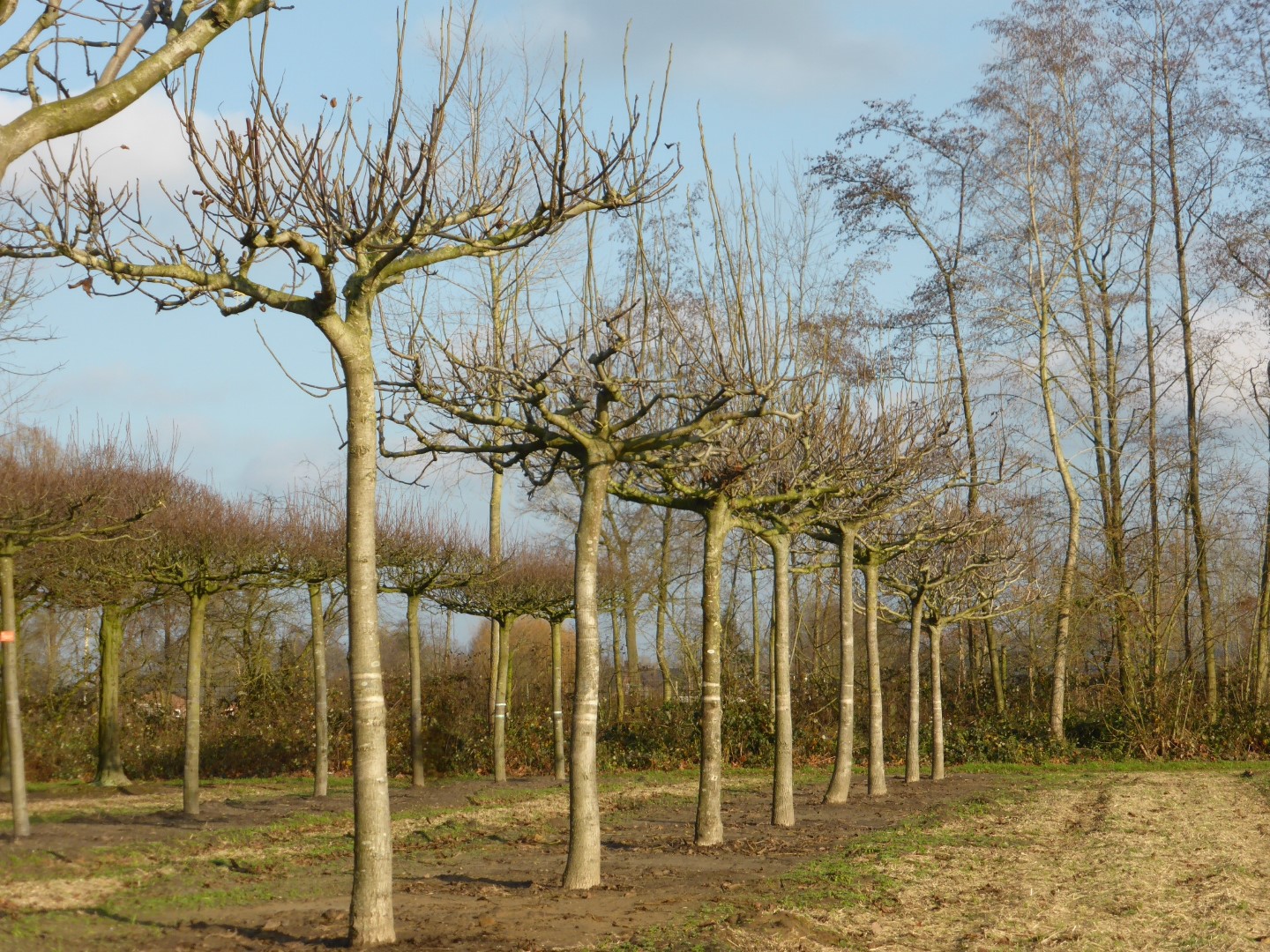 Juglans regia | Gewone walnoot, Okkernoot - Van den Berk Boomkwekerijen