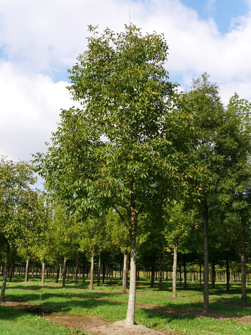 Juglans regia | Gewone walnoot, Okkernoot - Van den Berk Boomkwekerijen