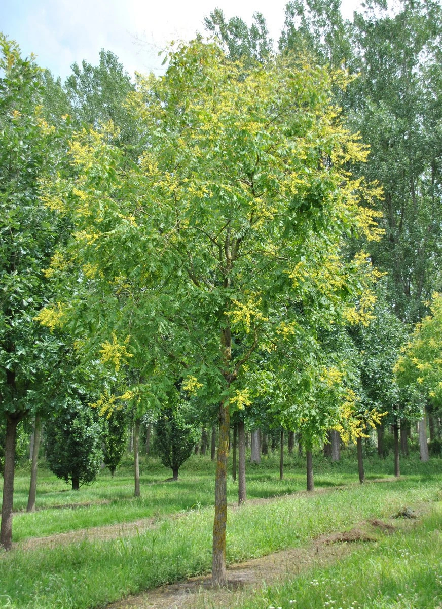 Koelreuteria Paniculata Koelreuteria Paniculata Golden Rain Tree