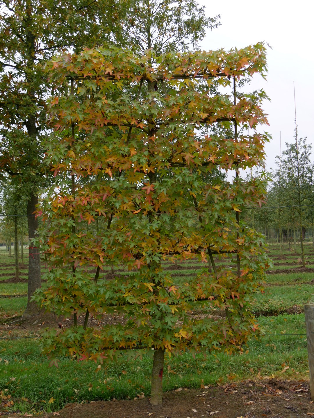 Liquidambar styraciflua | Amberboom - Van den Berk Boomkwekerijen