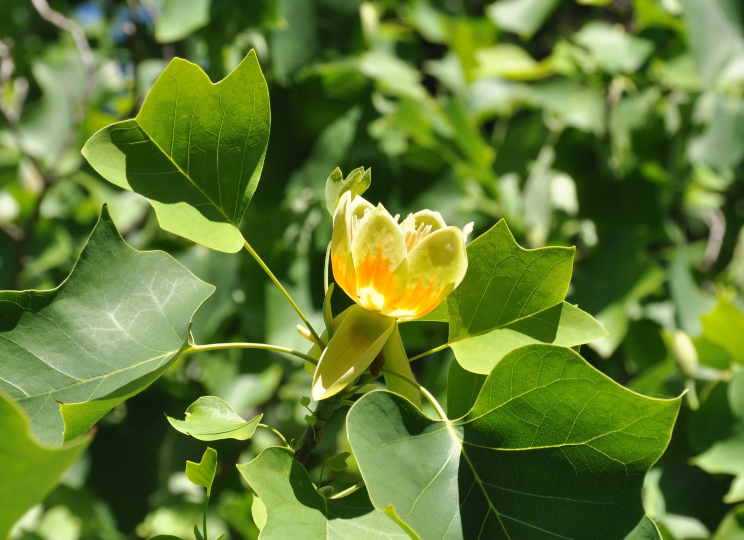 Liriodendron tulipifera | Amerikaanse tulpenboom - Van den Berk Boomkwekerijen