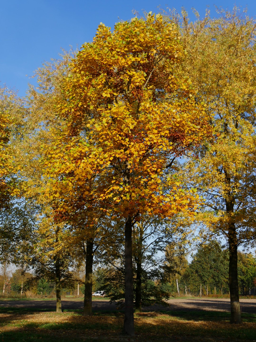 Liriodendron tulipifera | Amerikaanse tulpenboom - Van den Berk ...