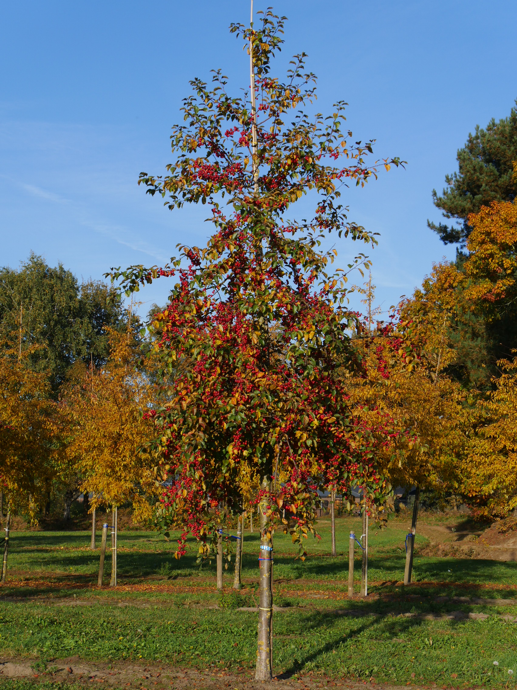 Malus 'Evereste' | Sierappel (cv) - Van den Berk Boomkwekerijen