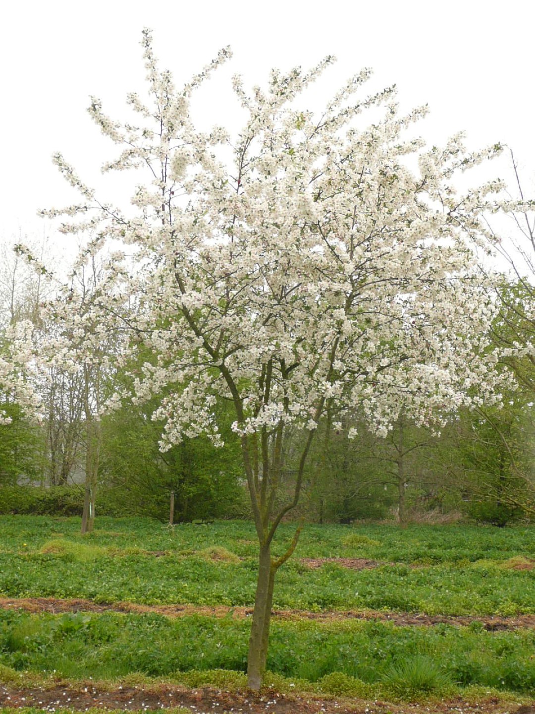 Malus 'Evereste' | Sierappel (cv) - Van den Berk Boomkwekerijen