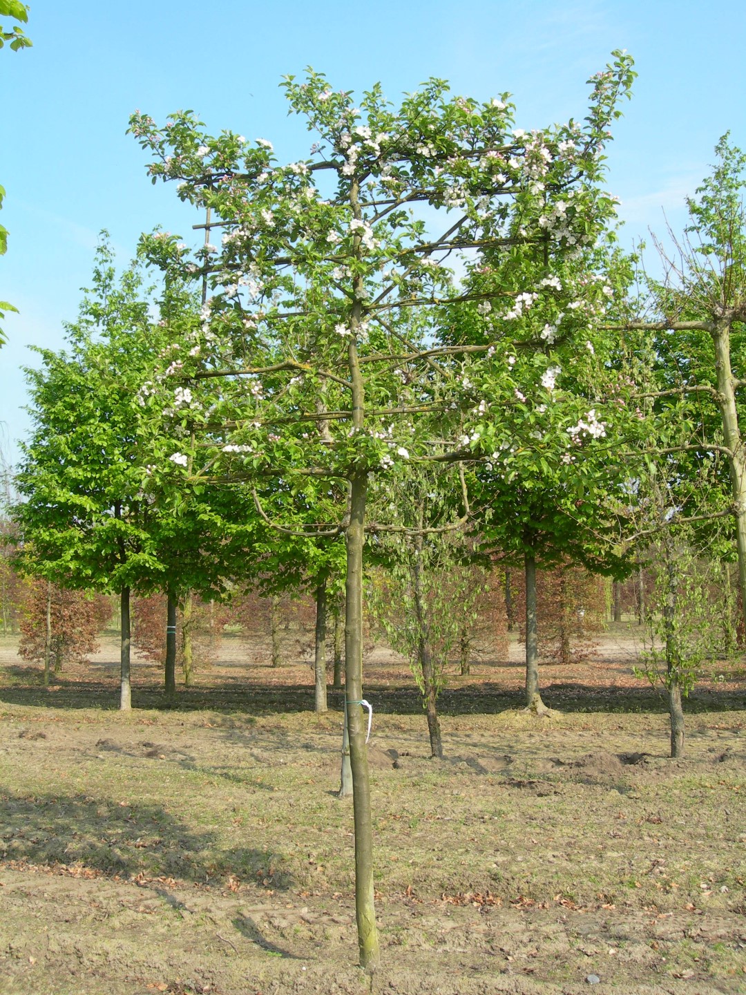 Malus 'Red Sentinel' | Sierappel (cv) - Van den Berk Boomkwekerijen