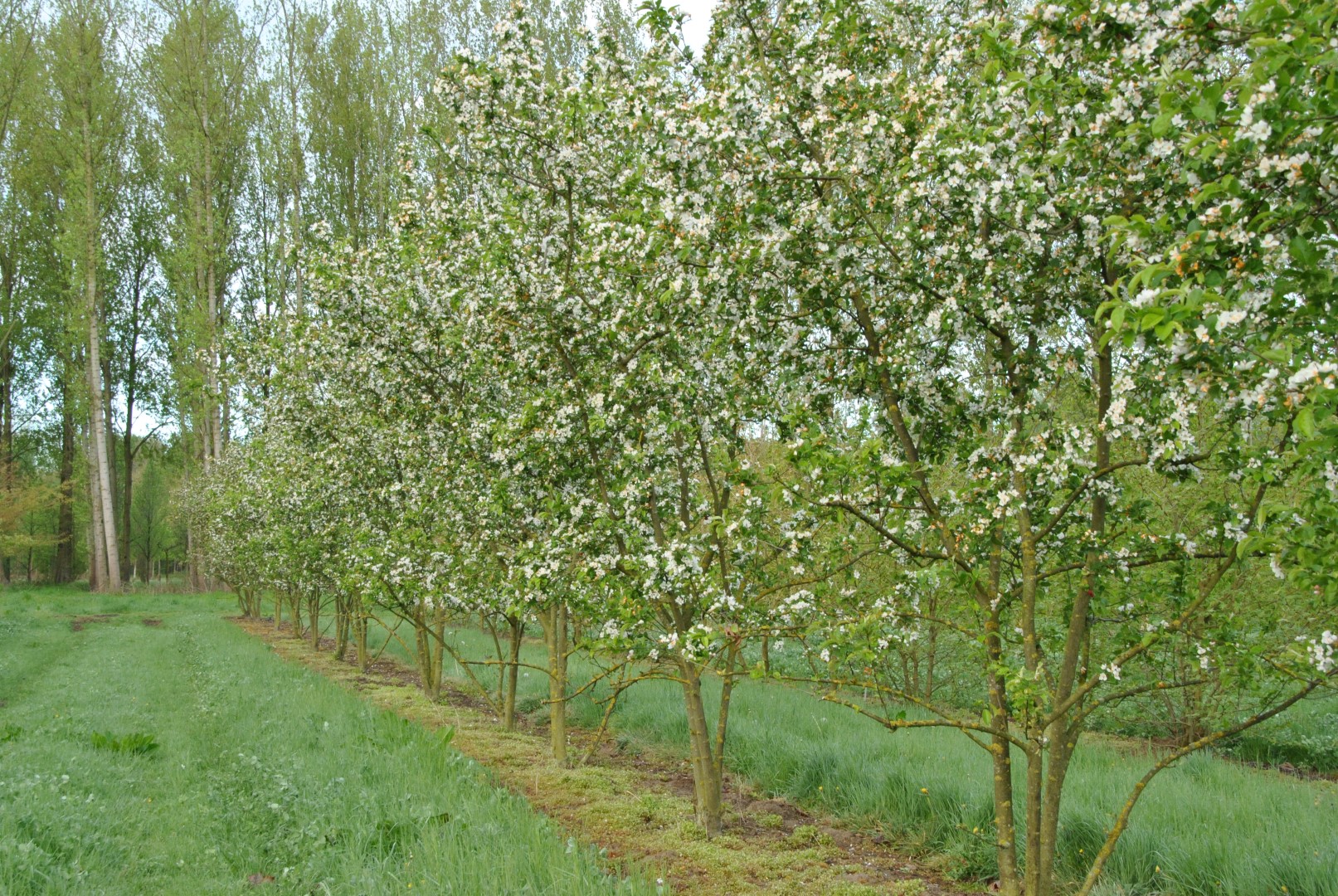 Malus 'Red Sentinel' | Sierappel (cv) - Van den Berk Boomkwekerijen