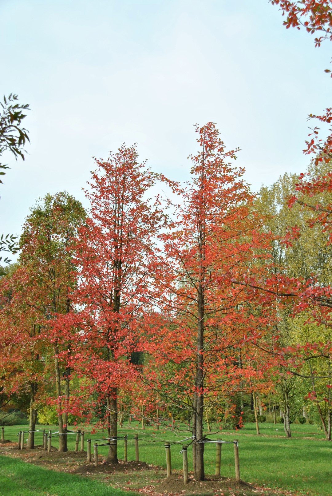 Nyssa sylvatica | Zwarte tupeloboom - Van den Berk Boomkwekerijen