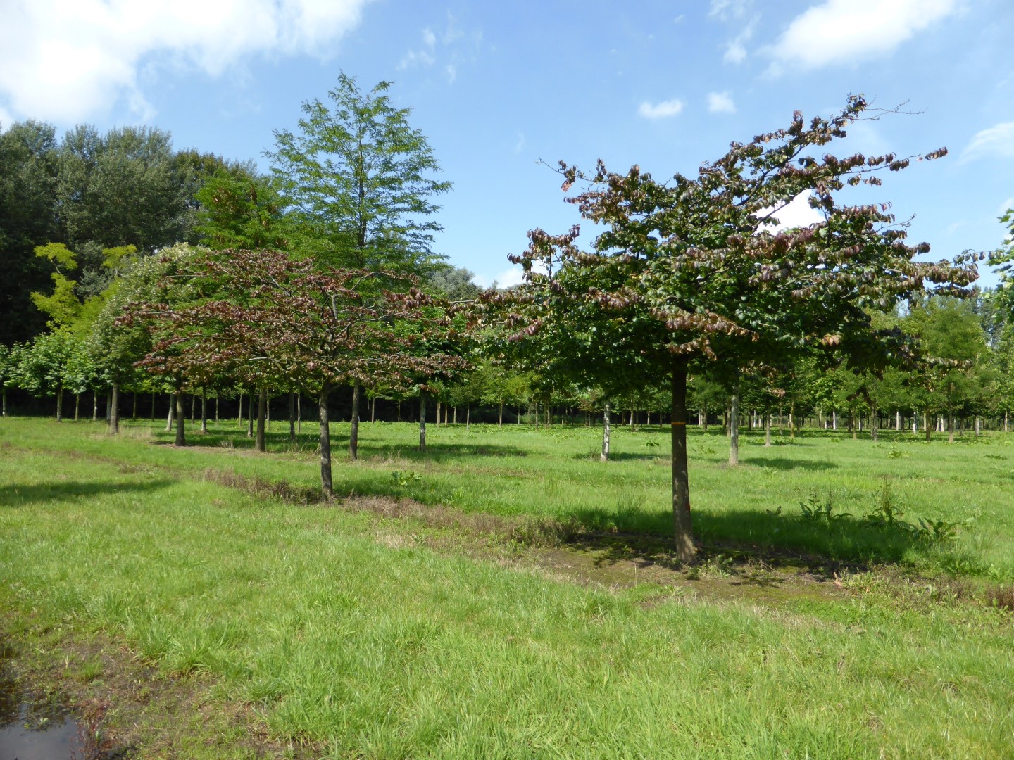 Parrotia persica - Van den Berk Boomkwekerijen