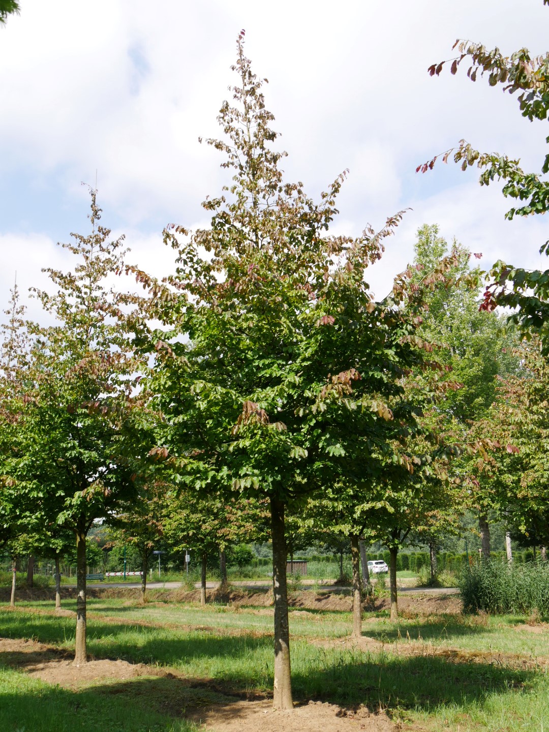 Parrotia persica | Perzisch ijzerhout - Van den Berk Boomkwekerijen