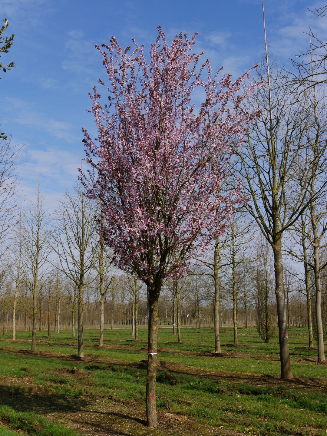 Prunus Cer Nigra