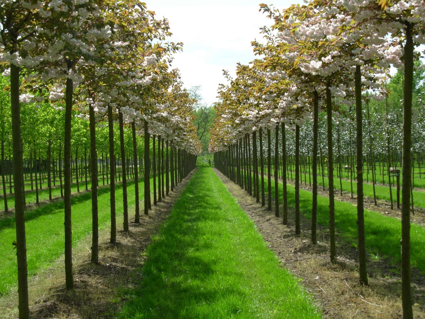 Prunus serrulata 'Fugenzo' - Van den Berk Boomkwekerijen