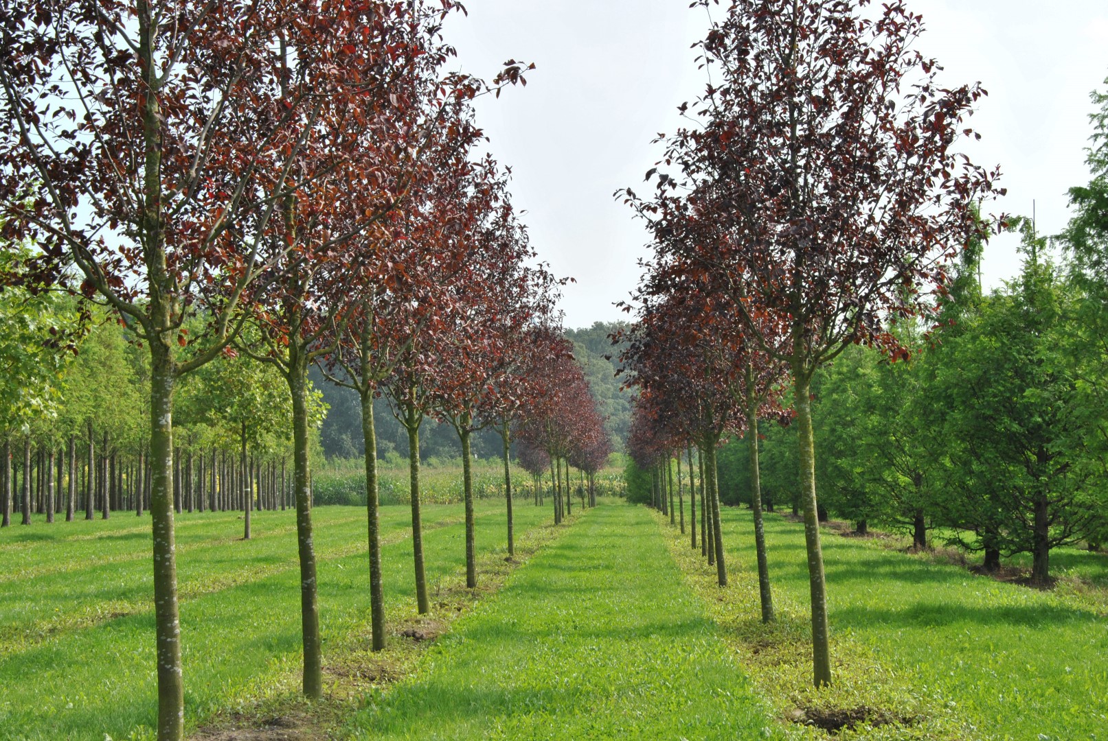 Prunus virginiana 'Canada Red' | Sierkers (cv) - Van den Berk ...