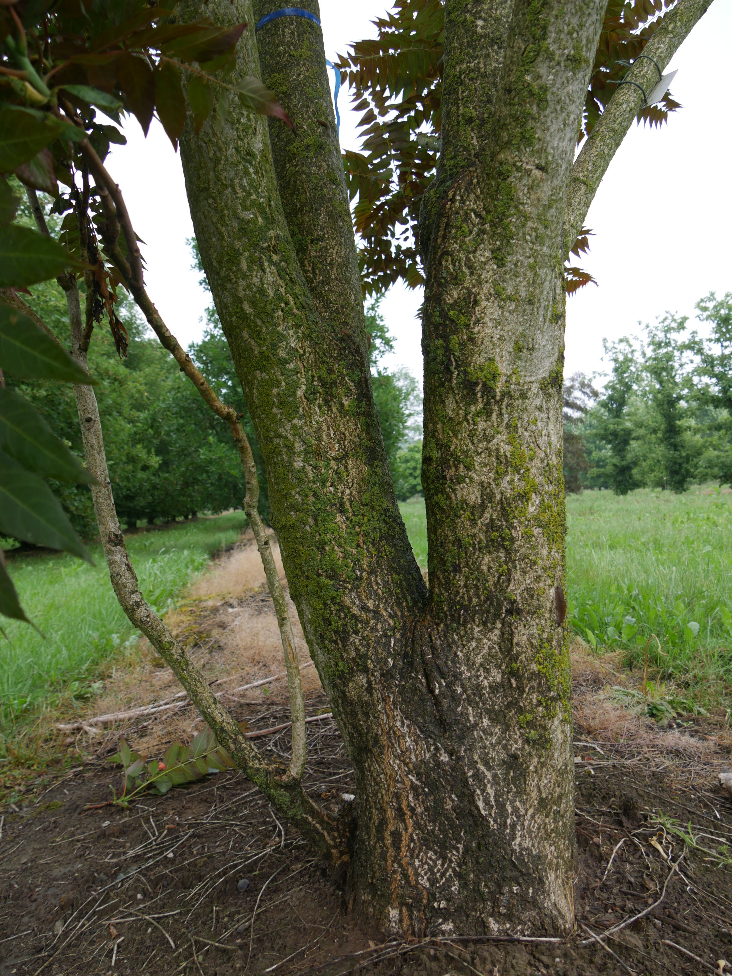 Ailanthus altissima | Hemelboom - Van den Berk Boomkwekerijen
