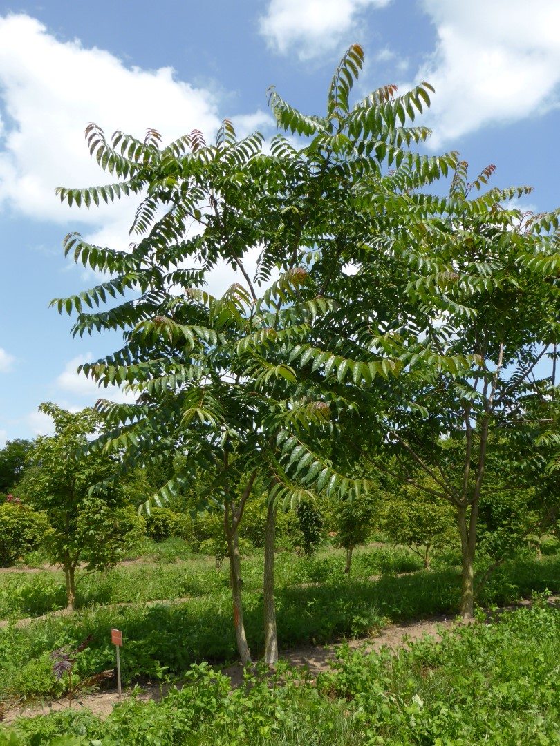 Ailanthus altissima | Hemelboom - Van den Berk Boomkwekerijen