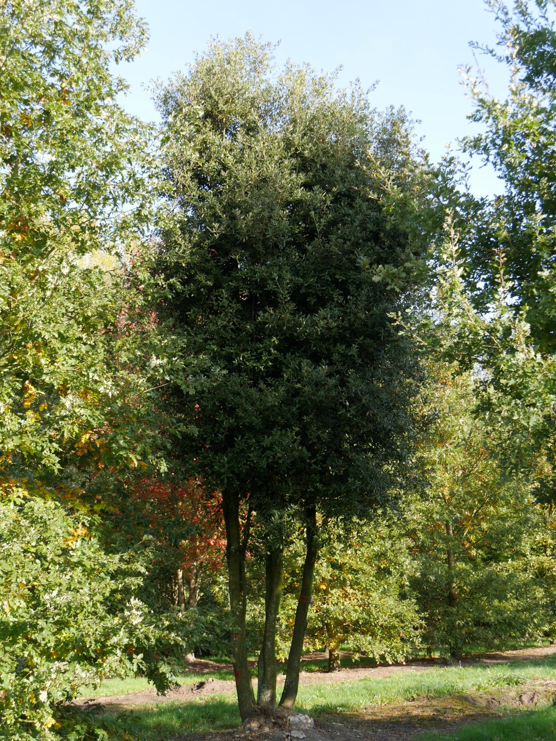 Quercus ilex | Steeneik - Van den Berk Boomkwekerijen